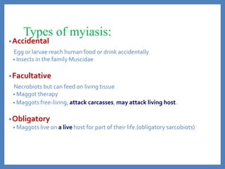 MYIASIS AND MAGGOT THERAPY.ppt