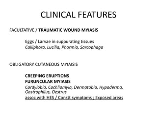 Myiasis by aseem | PPTX | Digestive Disorders | Diseases and Conditions