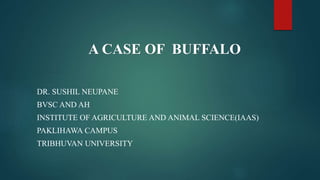 A case study on Myiasis | PPTX