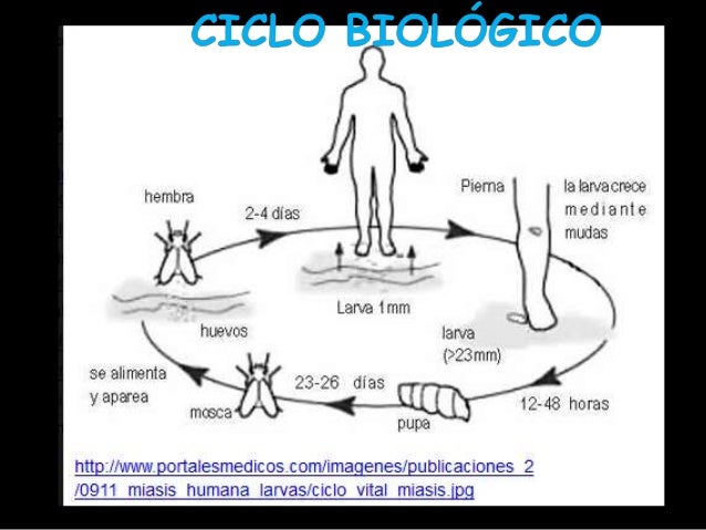 Myiasis humana - PARASITOLOGÍA