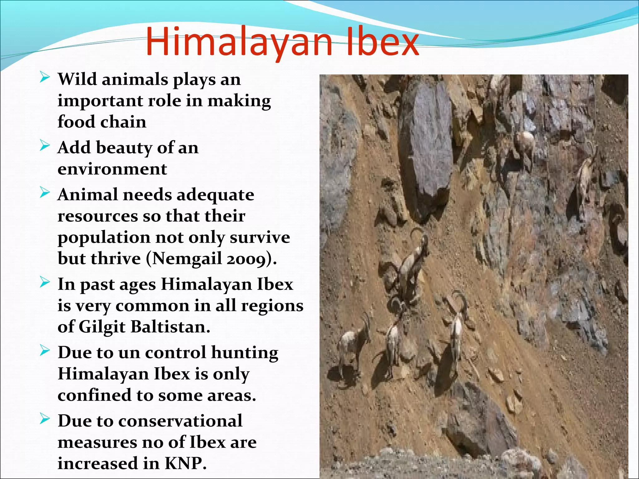 My ibex presentation | PPT