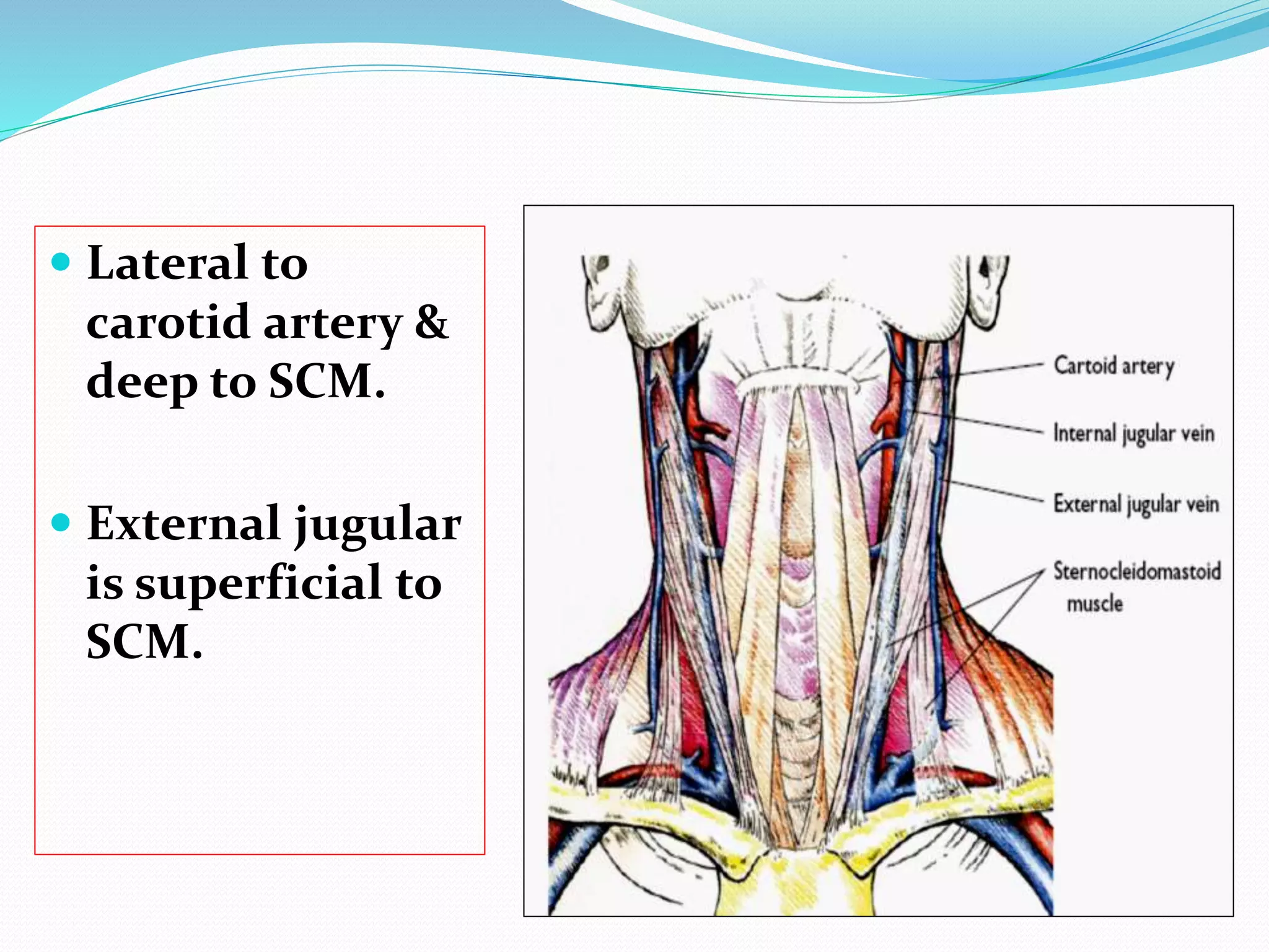 Jugular venous pressure | PPTX