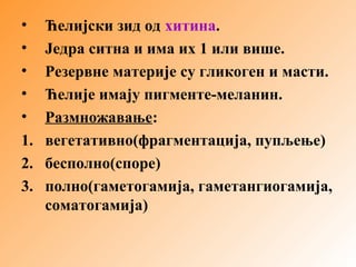 раздео Mykophyta(fungi) | PPT