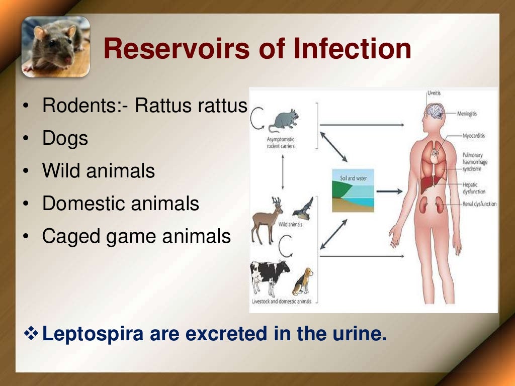Leptospirosis