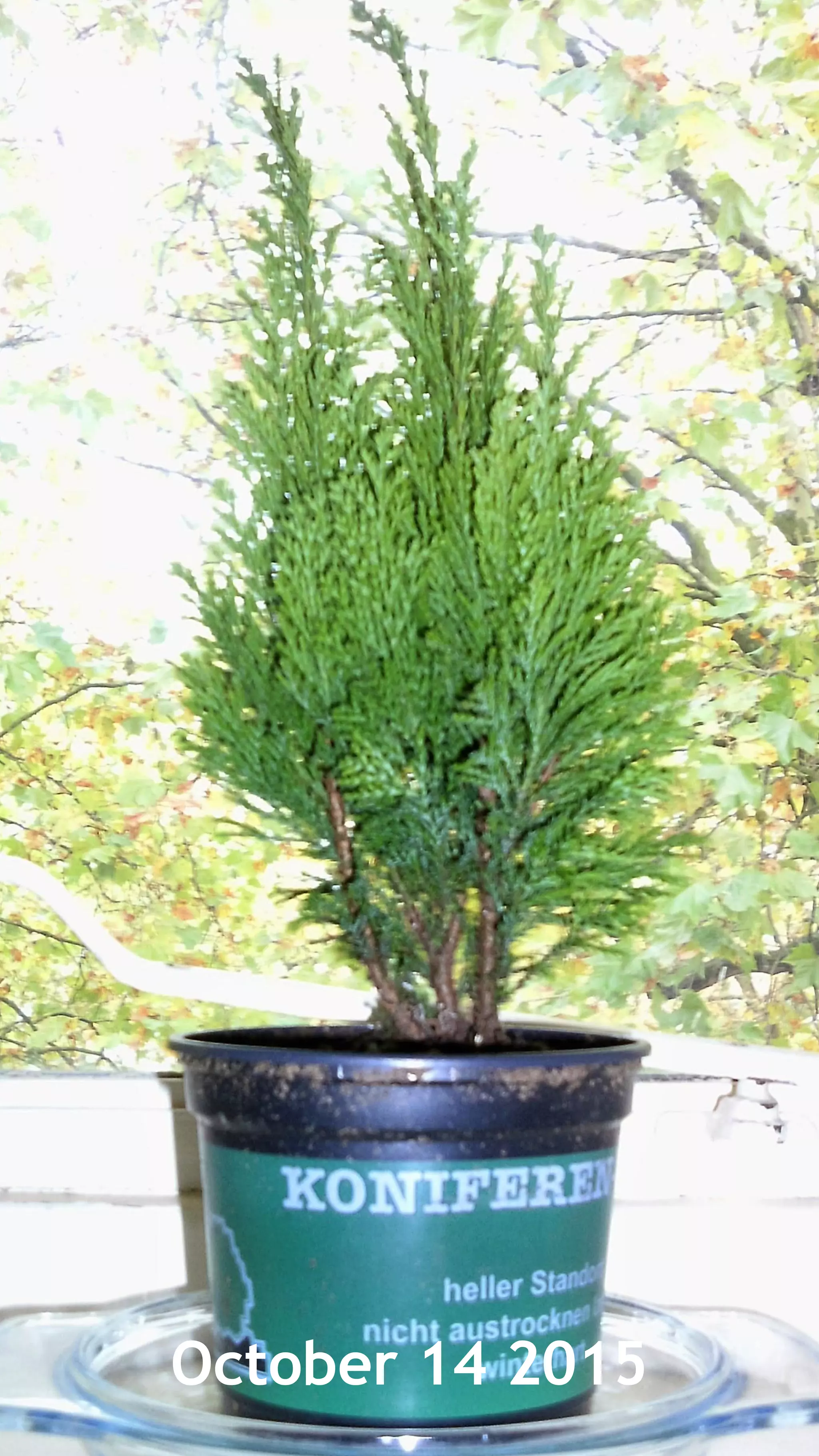 My little fir tree | PDF | Gardening | Home & Garden