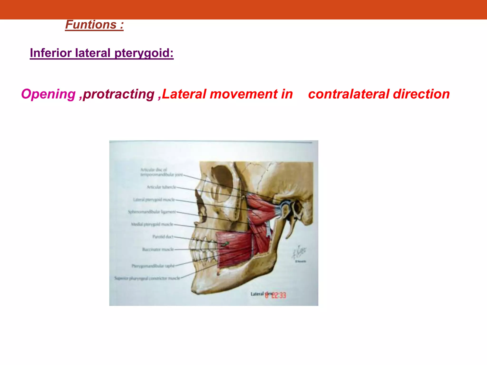 Lateral excursion of mandible muscle 60 photos - Guidebookbali.com