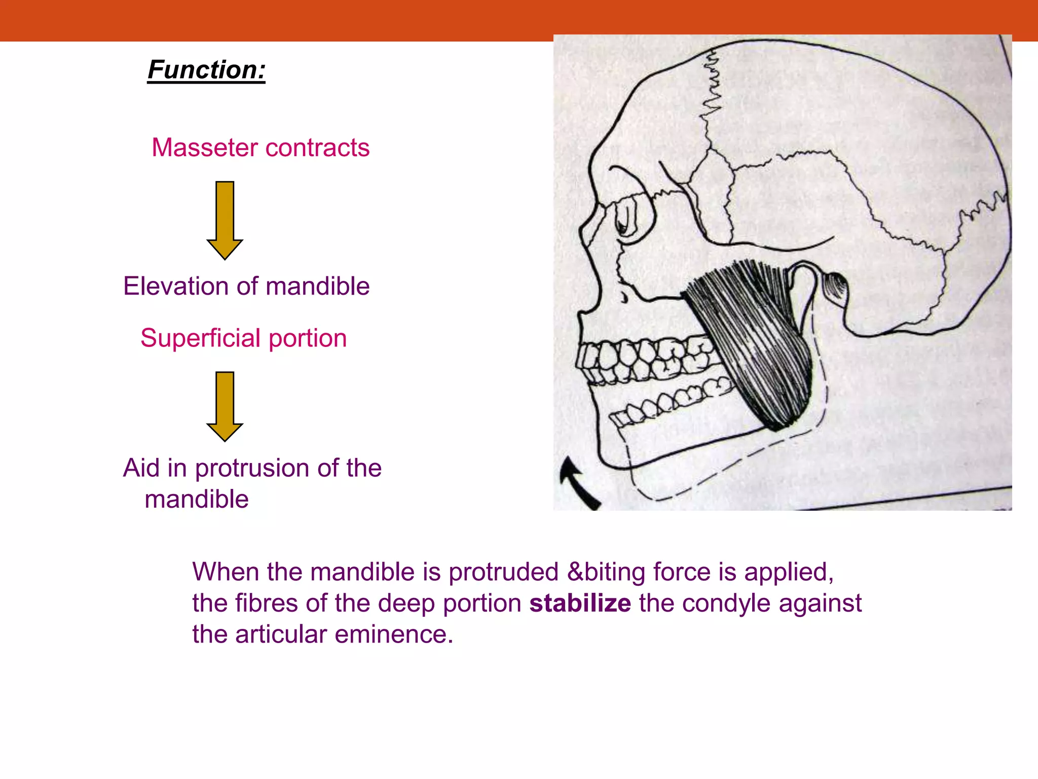 My mandibular movement final presentation | PPTX