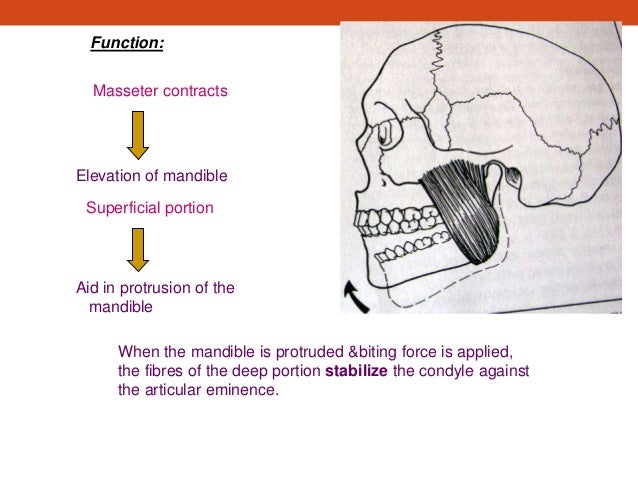My mandibular movement final presentation