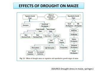 Breeding for improved drought tolerance in major crop (Maize, Sorghum ...