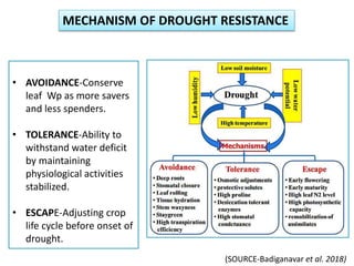Breeding for improved drought tolerance in major crop (Maize, Sorghum ...