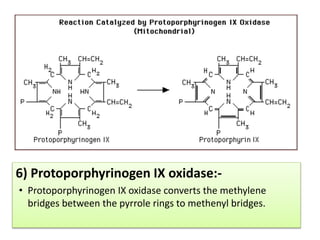 Porphyrin Metabolism | PPTX