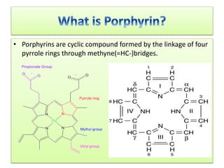 Porphyrin Metabolism | PPTX