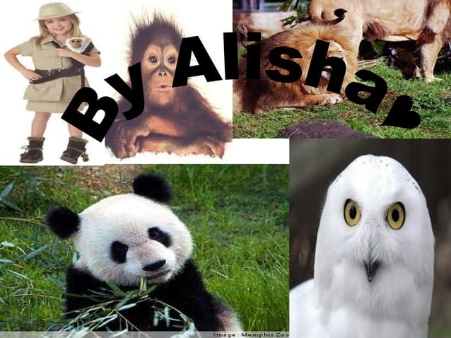 My family lives in a zoo | PPT