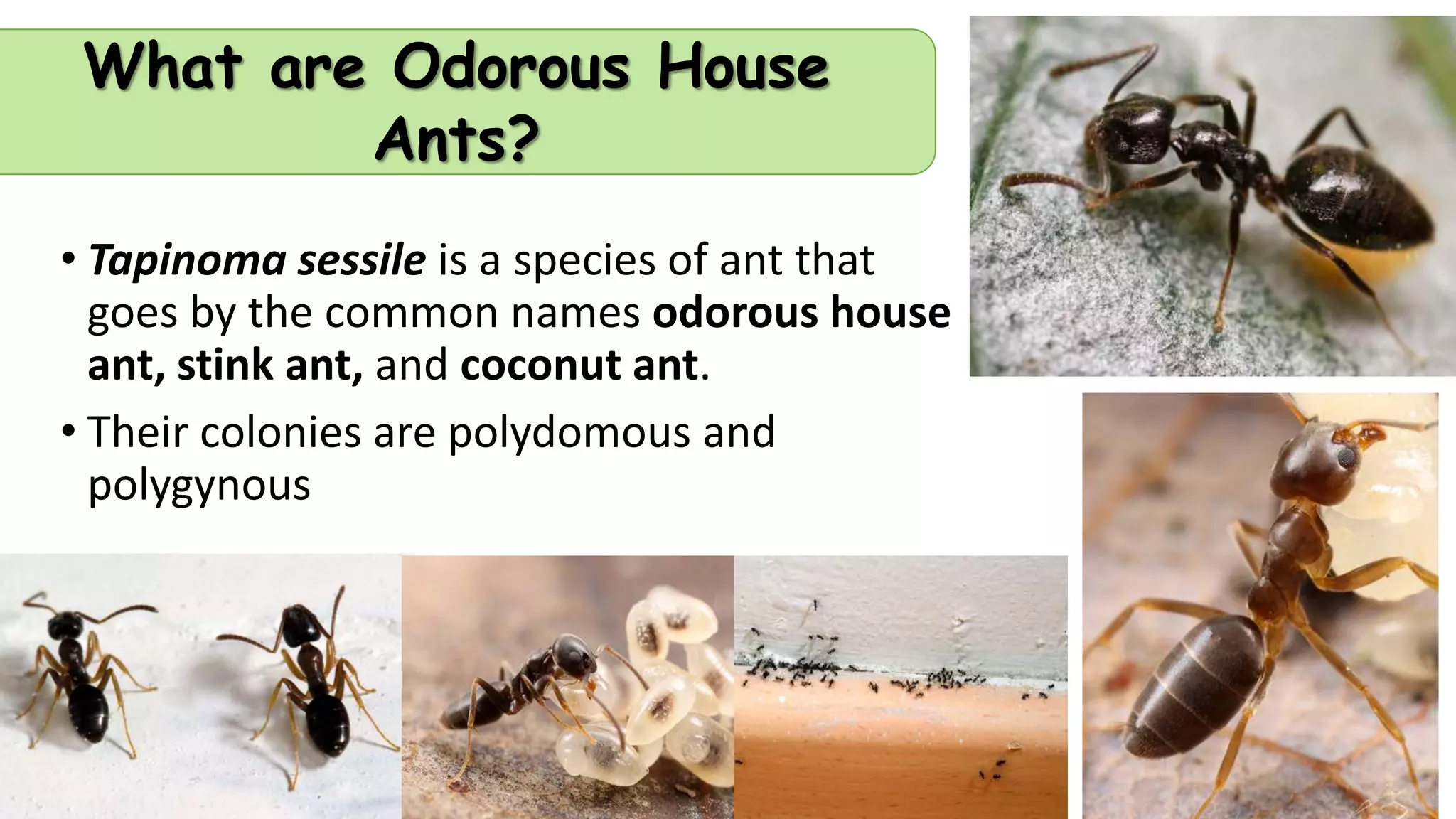 Tapinoma sessile ( Odorous House Ant) | PPTX