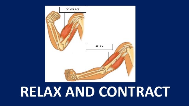 My muscles and organs powepoint