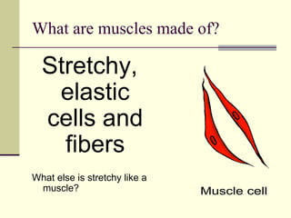 My muscular system_powerpoint | PPT | Bodybuilding | Sports