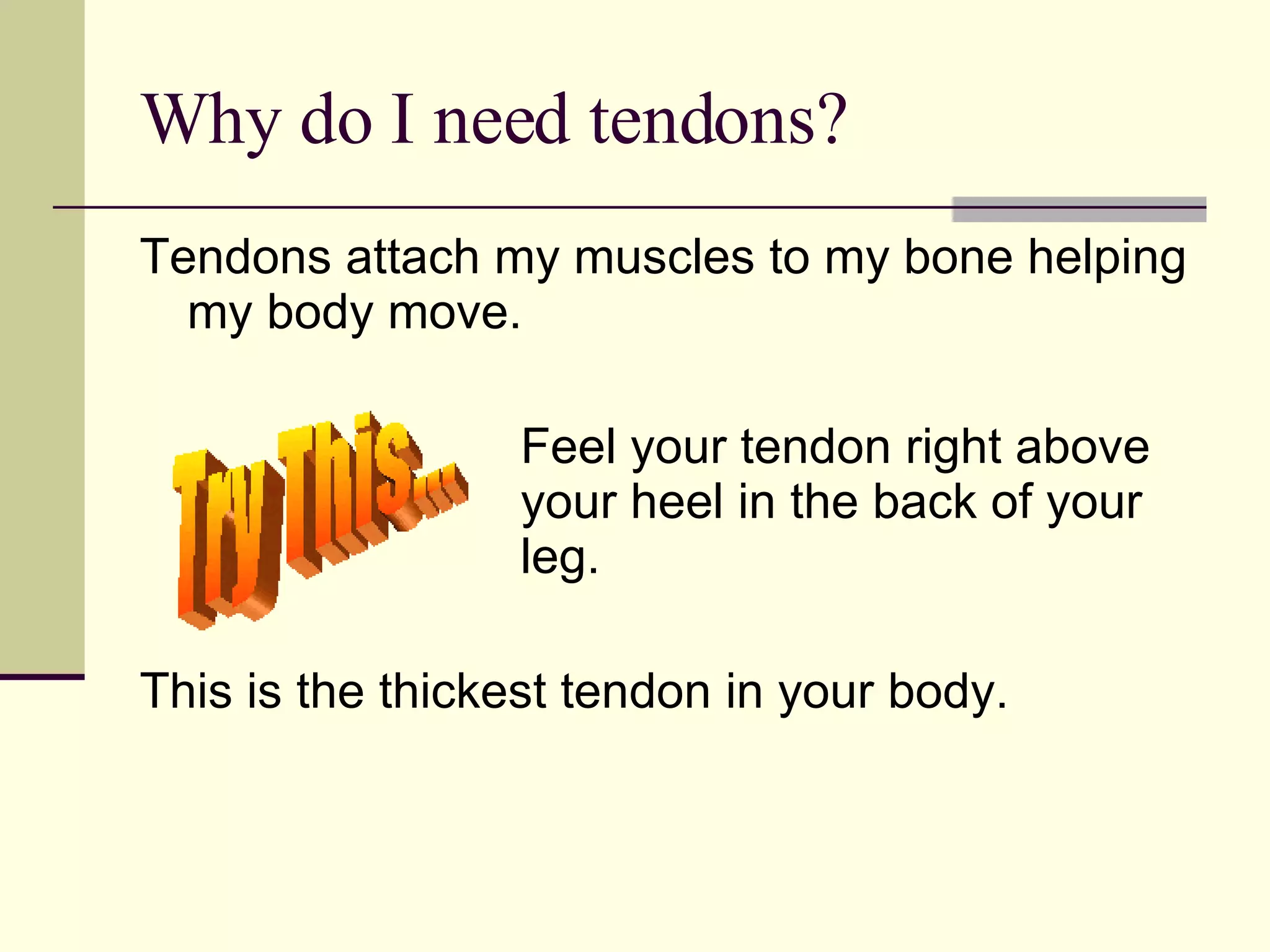 My Muscular System Powerpoint | PPT