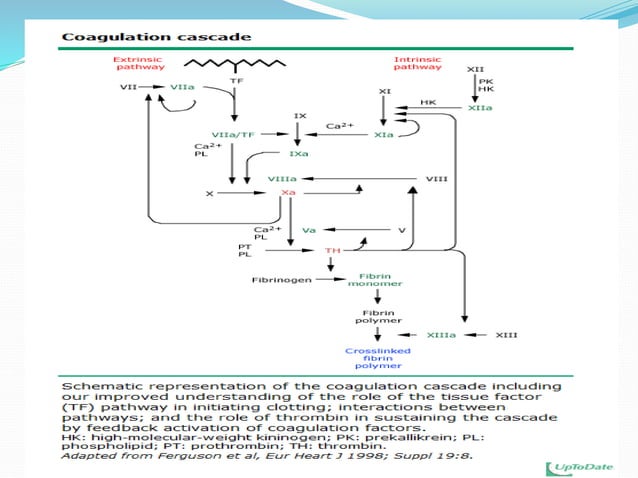 NOACS | PPTX | Blood Disorders | Diseases and Conditions