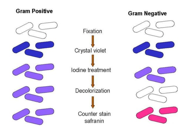 Gram staining, Culture , Antimicrobial sensitivity test | PPTX ...