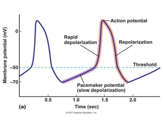 Myocardial Action Potential Diagram
