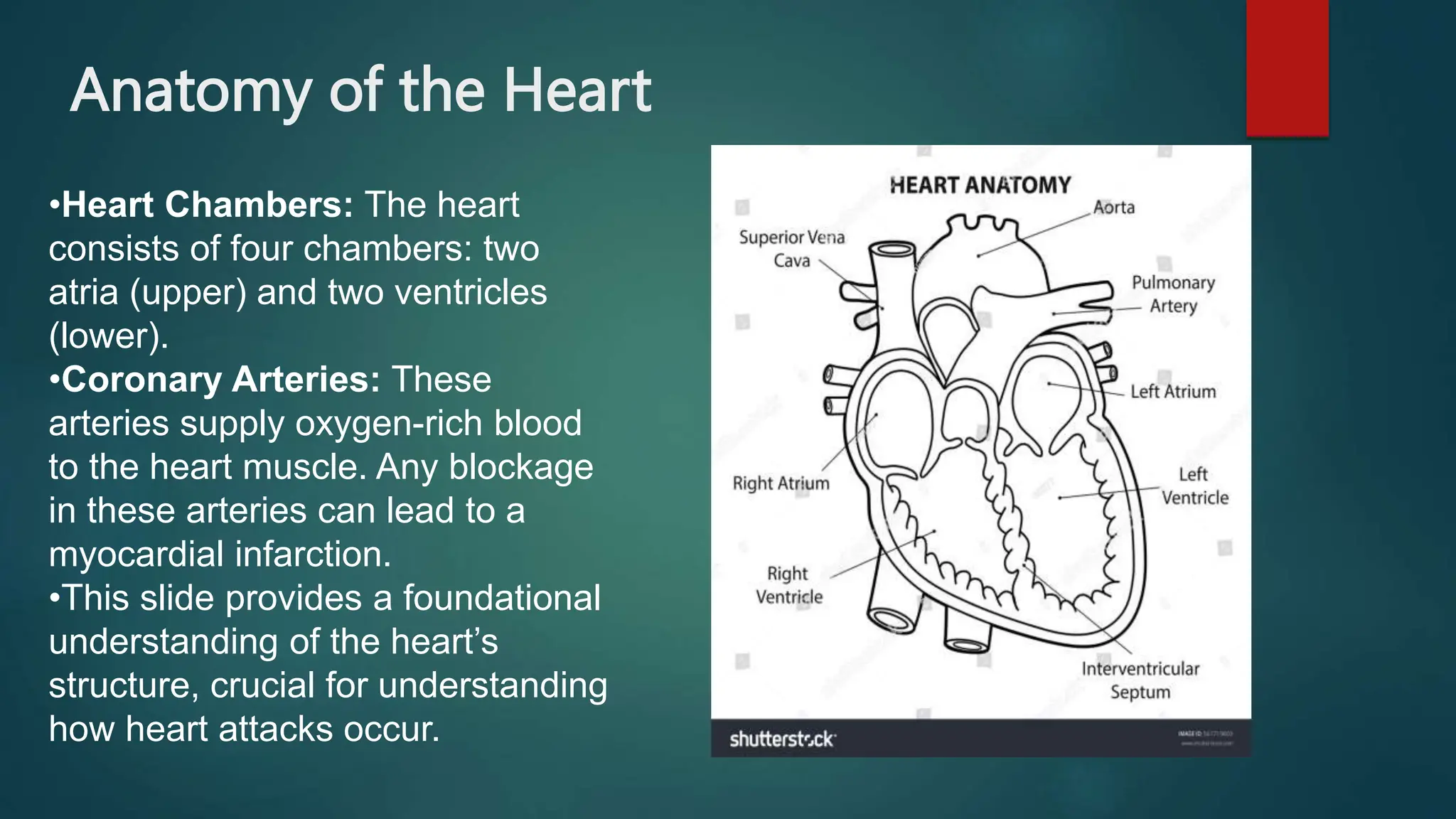 Understanding Myocardial Infarction: Pathophysiology, Diagnosis, and ...