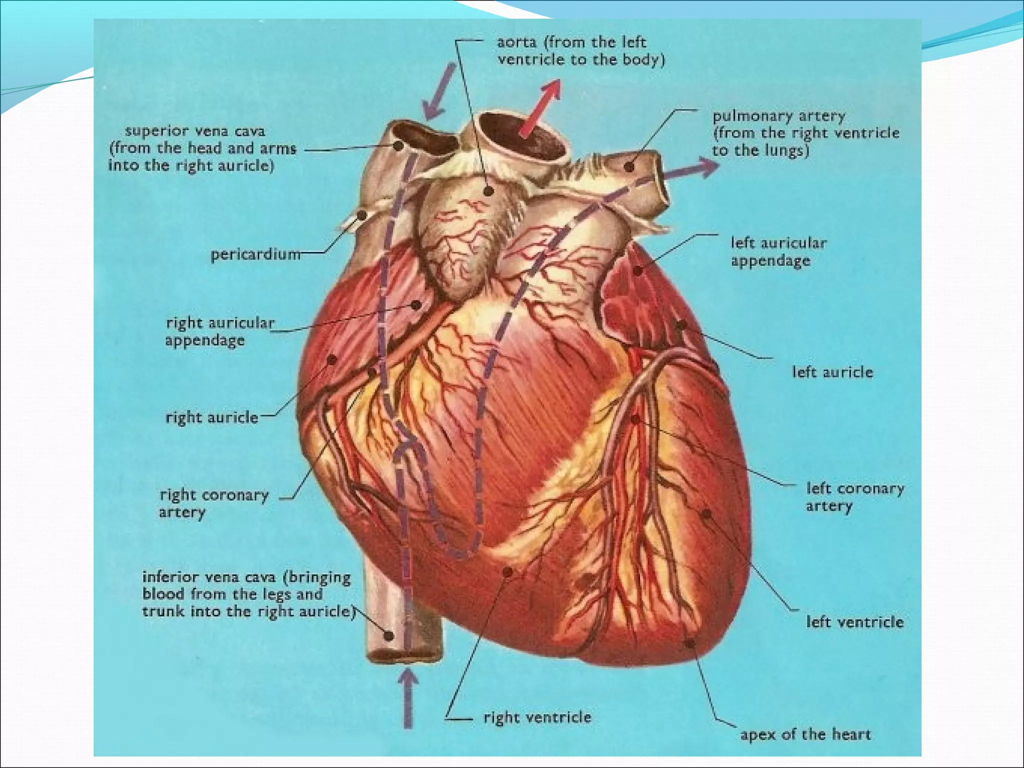 Myocardial infarction and its laboratory diagnosis | PPT