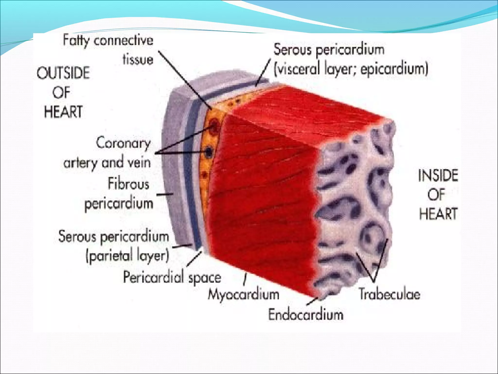 Myocardial infarction and its laboratory diagnosis | PPT