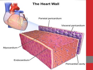 Myocarditis.pptx | Heart and Cardiovascular Diseases | Diseases and ...