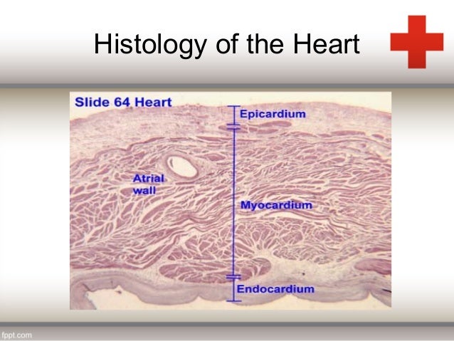 Endocardium Histology