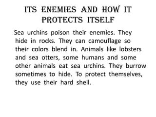 My ocean report sea urchins 2 | PPTX