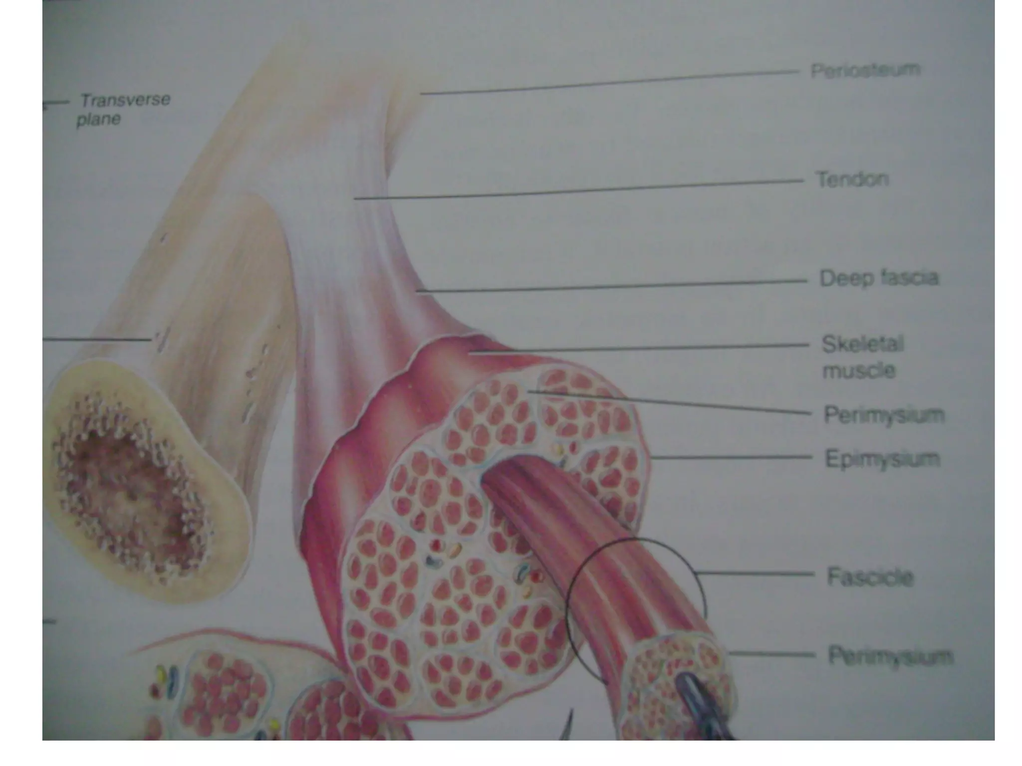 Myofacial Release Therapy(MFR). | PPT