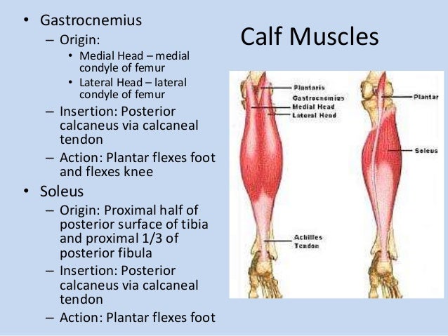 Myofascial pain syndrome and the effects of self myofascial