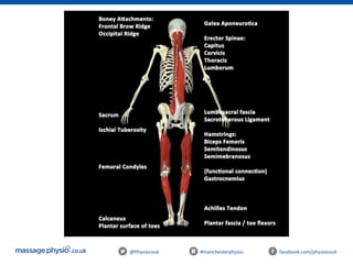 Myofascial Release Presentation | PPTX