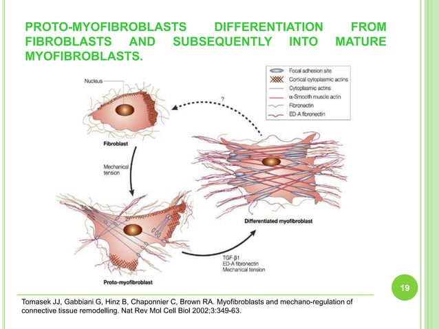 Myofibroblasts in health and disease | PPTX