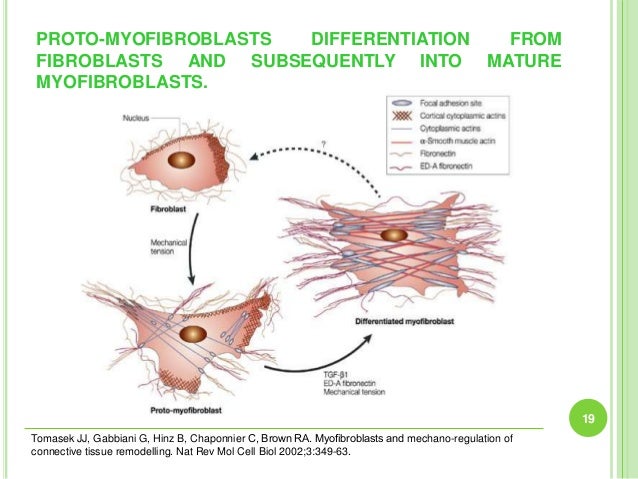 Myofibroblasts in health and disease