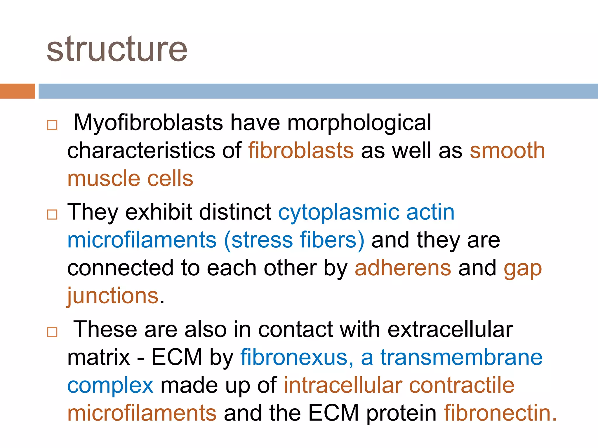 Myofibroblasts in health and disease. Dr. Abhinav Golla , Associate ...