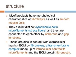 Myofibroblasts in health and disease. Dr. Abhinav Golla , Associate ...