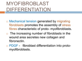 Myofibroblasts in health and disease. Dr. Abhinav Golla , Associate ...