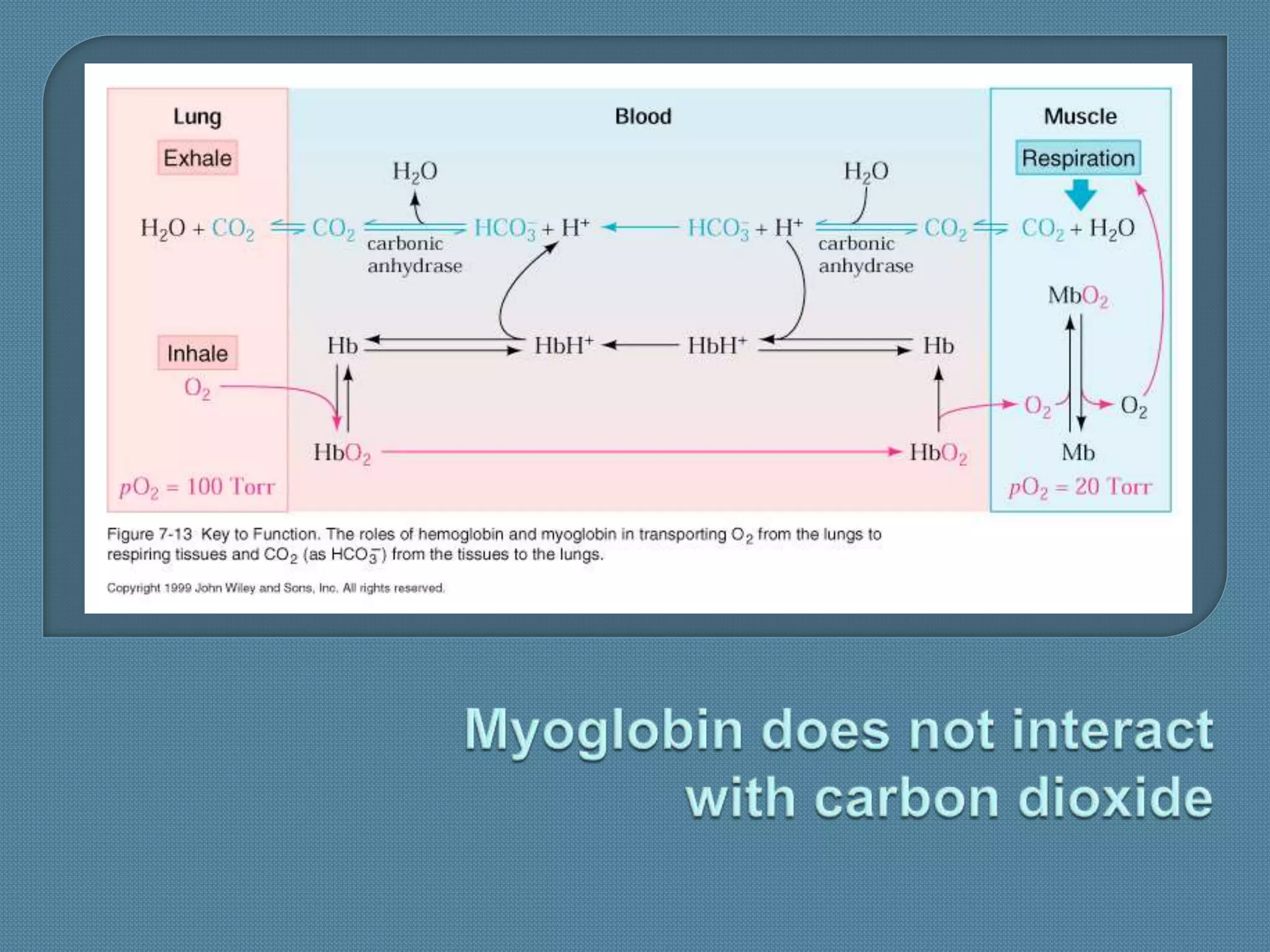 Myoglobin | PPTX