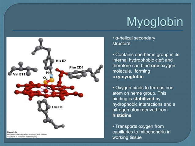 Myoglobin | PPTX | Chemistry | Science