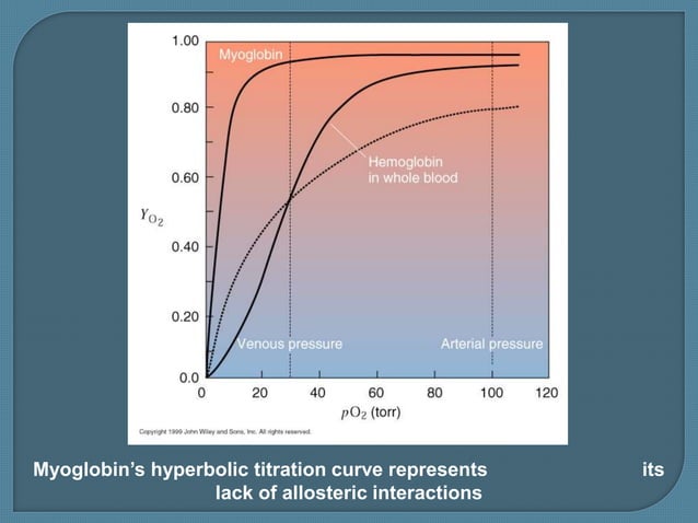 Myoglobin | PPTX | Chemistry | Science