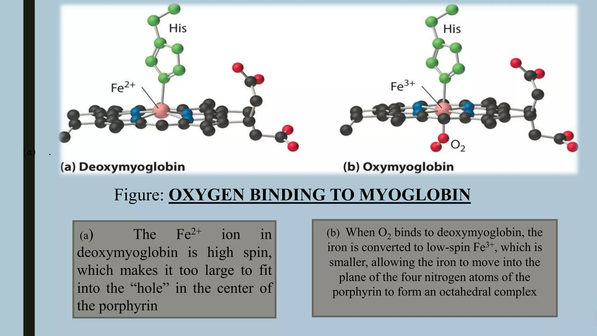 Role of co-ordination chemistry in myoglobin chemistry Myoglobin | PPT