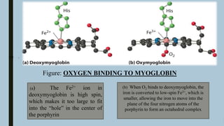 Role of co-ordination chemistry in myoglobin chemistry Myoglobin | PPT