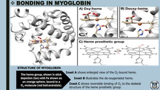 Role of co-ordination chemistry in myoglobin chemistry Myoglobin | PPTX