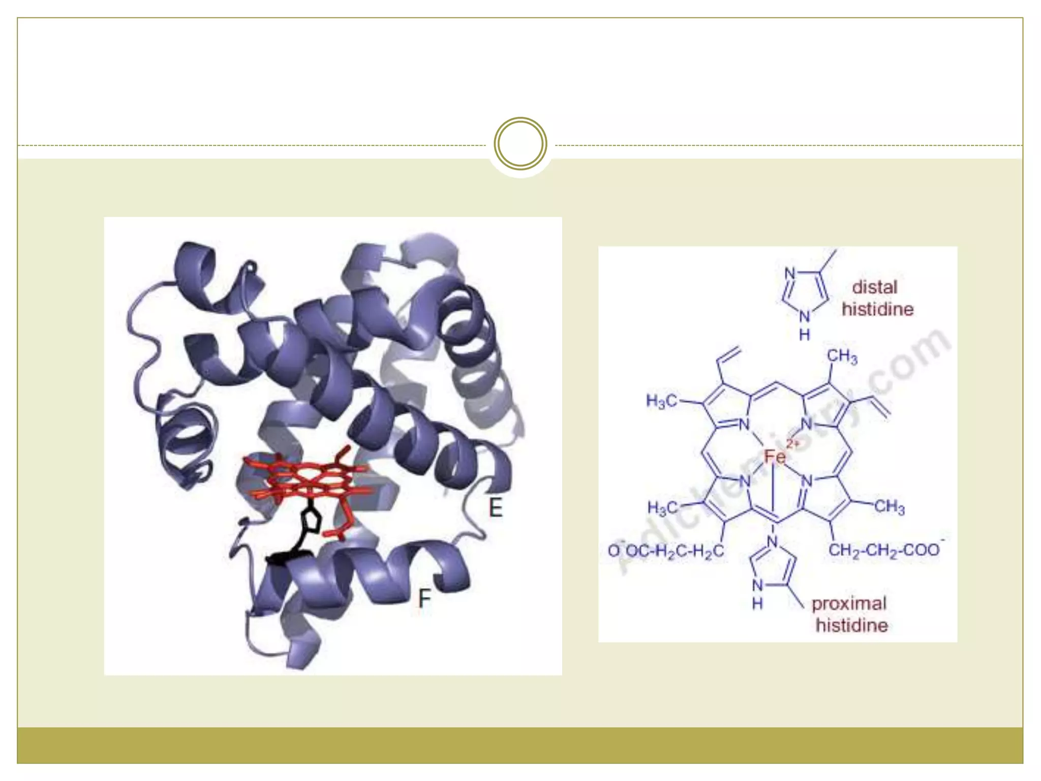 Myoglobin | PPTX