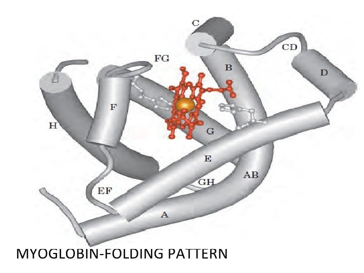 Myoglobin1