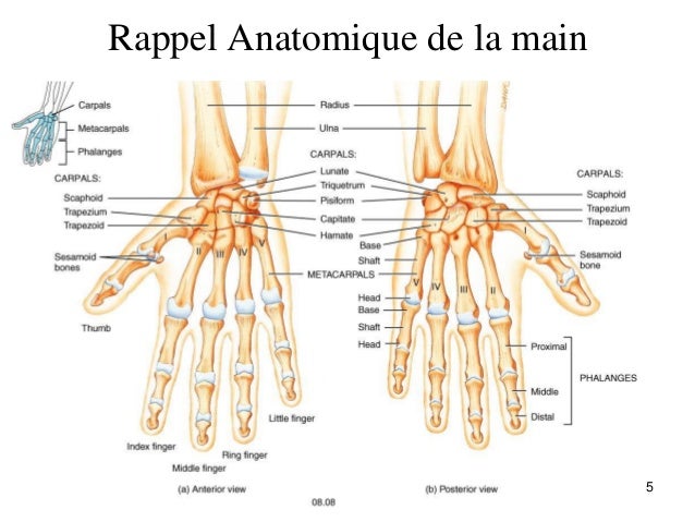Myologie main et poignet