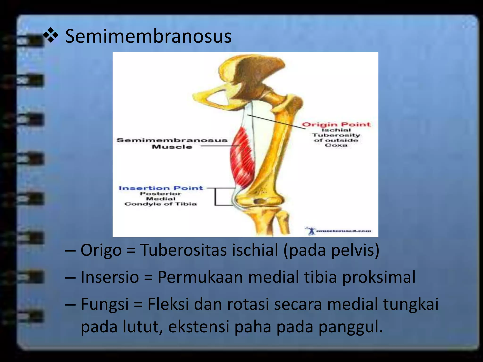 Myologi regio knee joint | PPTX