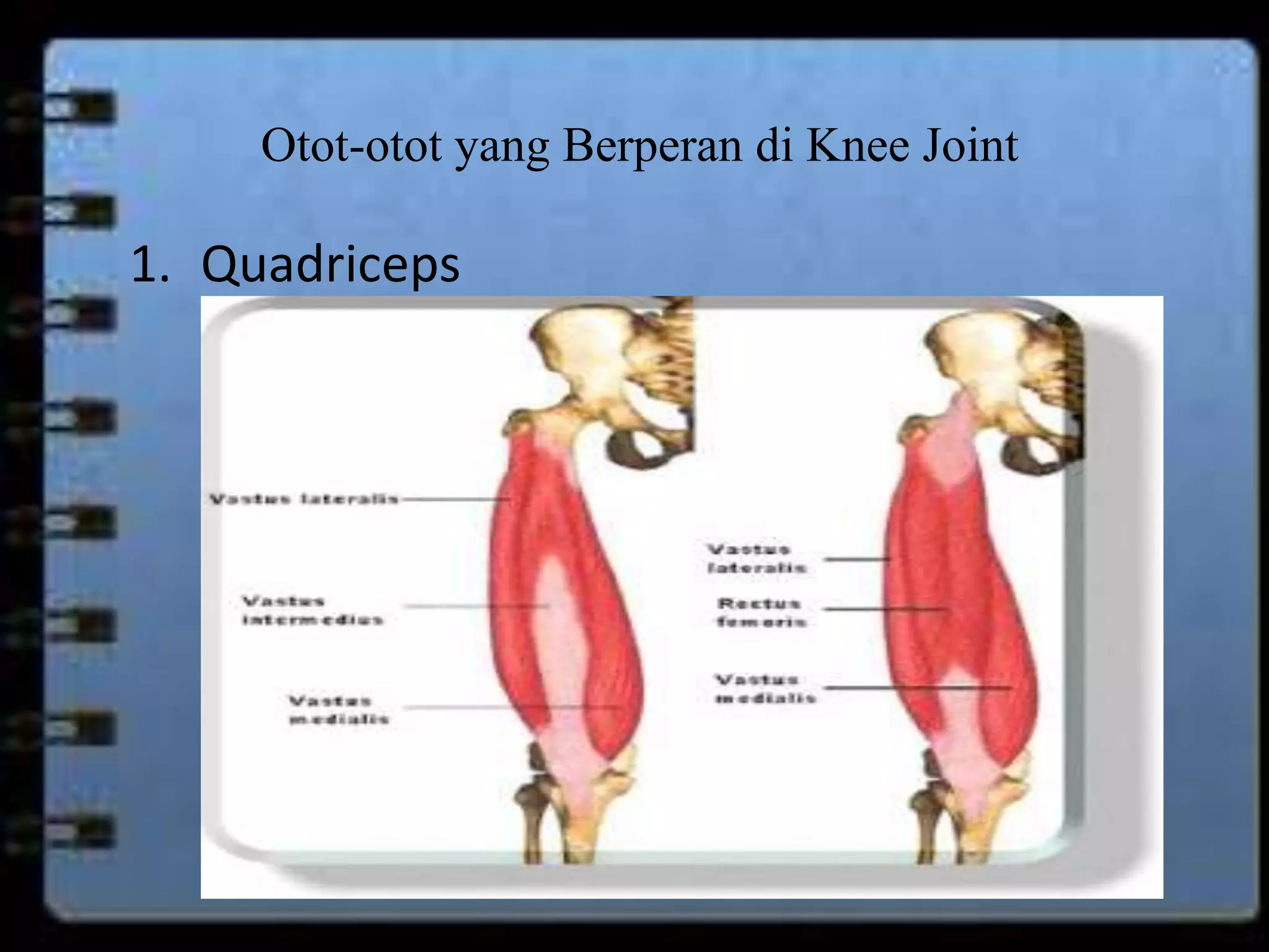 Myologi regio knee joint | PPTX