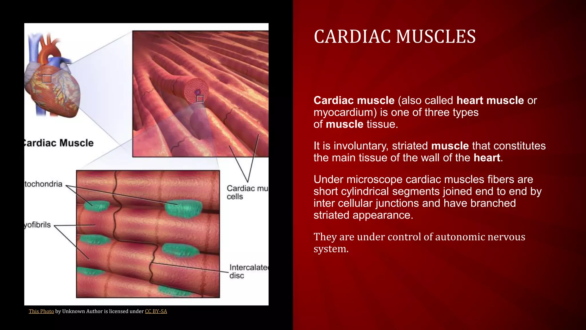 Myology | PPTX